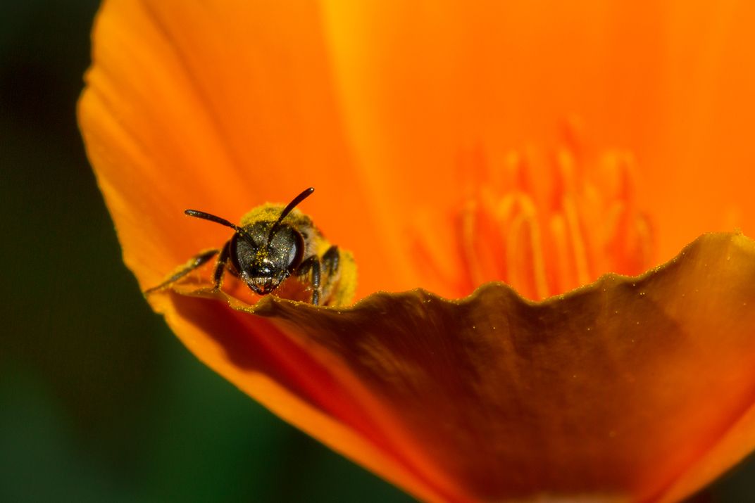A bee sits on a California Poppy flower. | Smithsonian Photo Contest ...