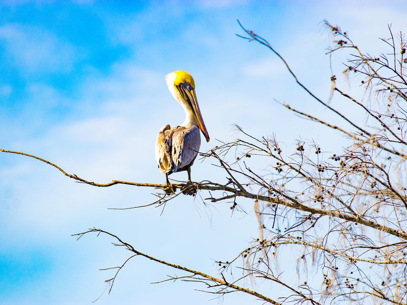 pelican in tree | Smithsonian Photo Contest | Smithsonian Magazine
