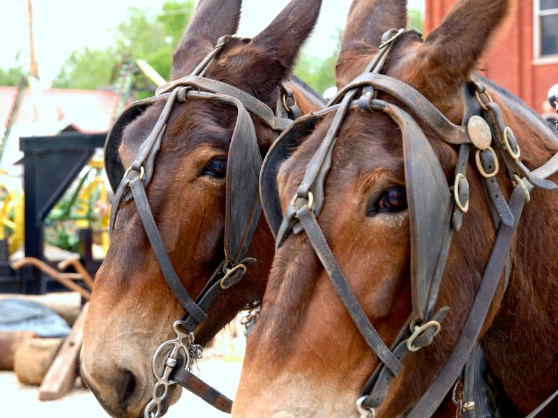 Two Mules. | Smithsonian Photo Contest | Smithsonian Magazine