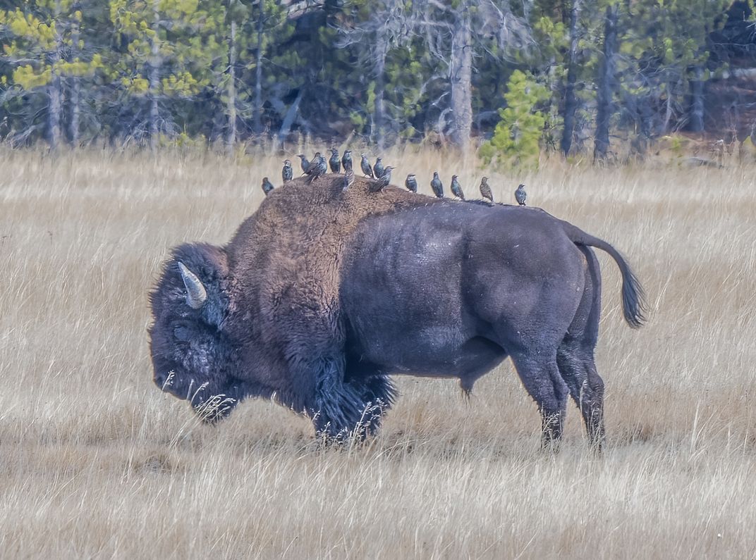 A number of birds resting on the back of a large bison. | Smithsonian ...