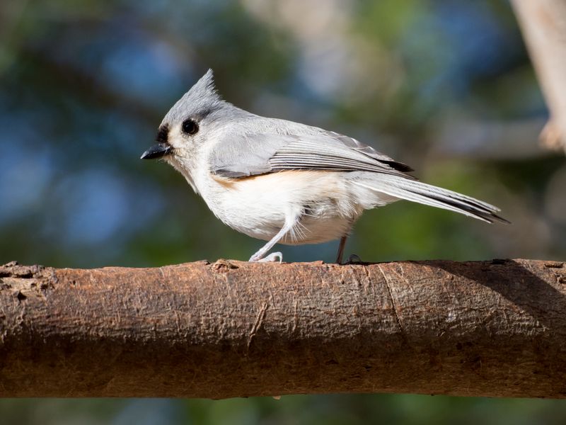 Tufted Titmouse | Smithsonian Photo Contest | Smithsonian Magazine