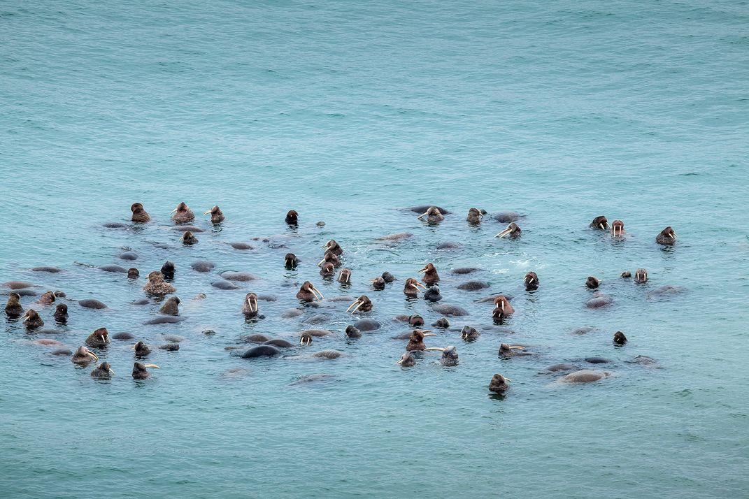 walrus asleep at sea | Smithsonian Photo Contest | Smithsonian Magazine