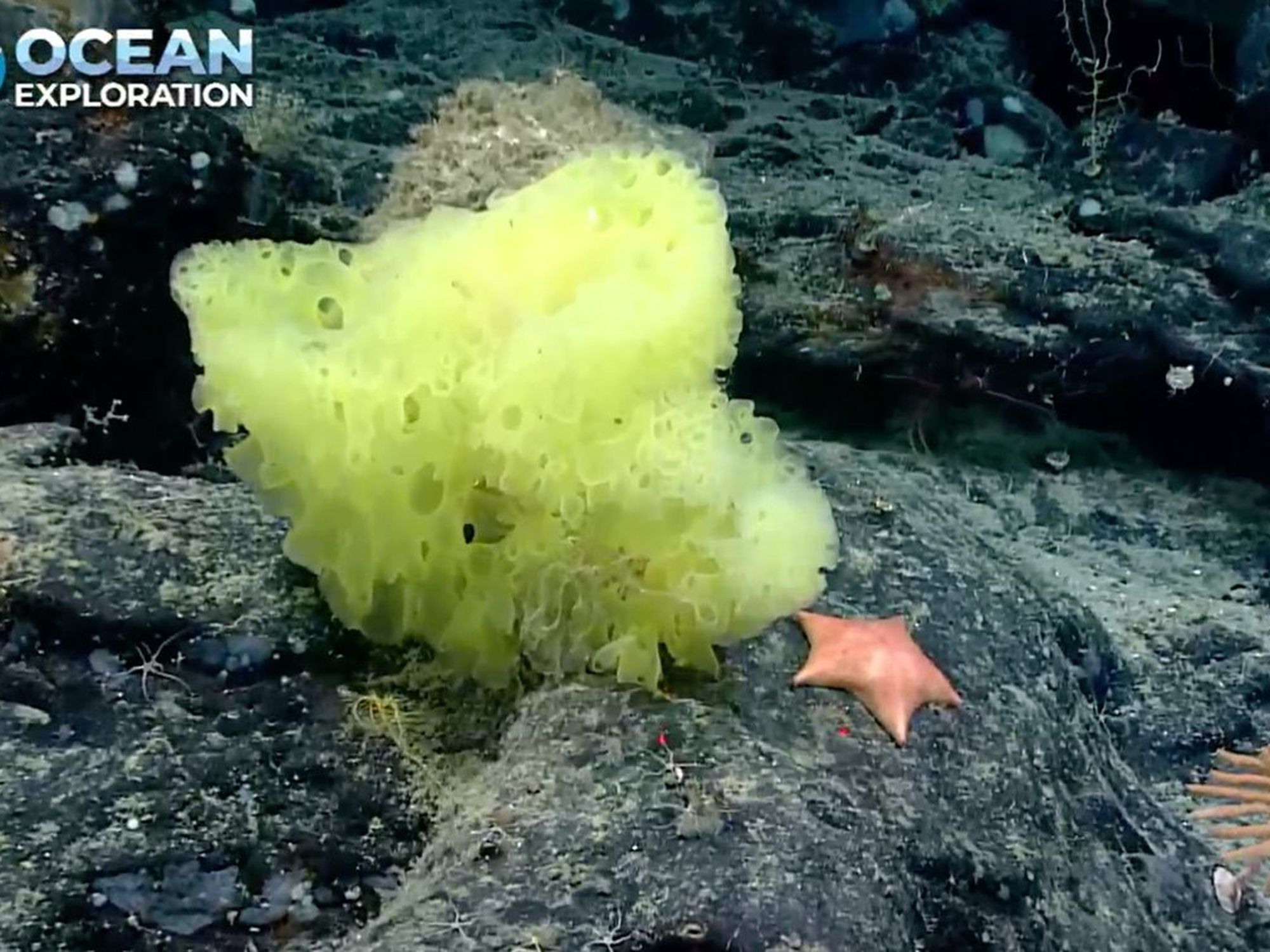 See SpongeBob SquarePants' and Patrick Star's Real-Life Twins