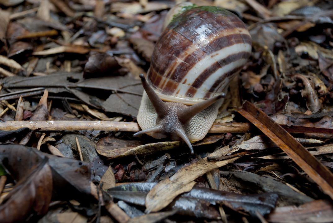 A snail with antennas and a striped shell creeps along the wet foliage ...