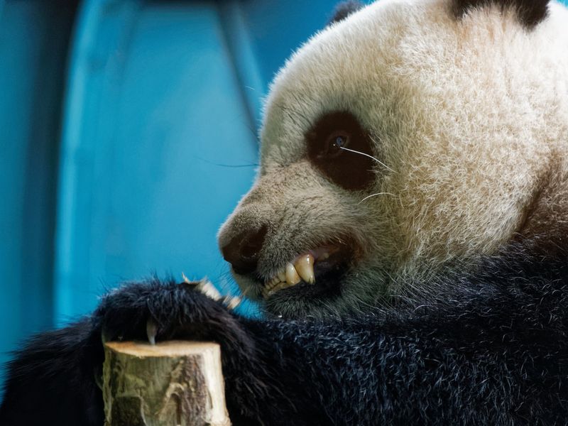 Panda Bit. | Smithsonian Photo Contest | Smithsonian Magazine