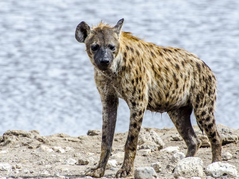 Brown-Spotted Hyena at Etosha National Park | Smithsonian Photo Contest ...