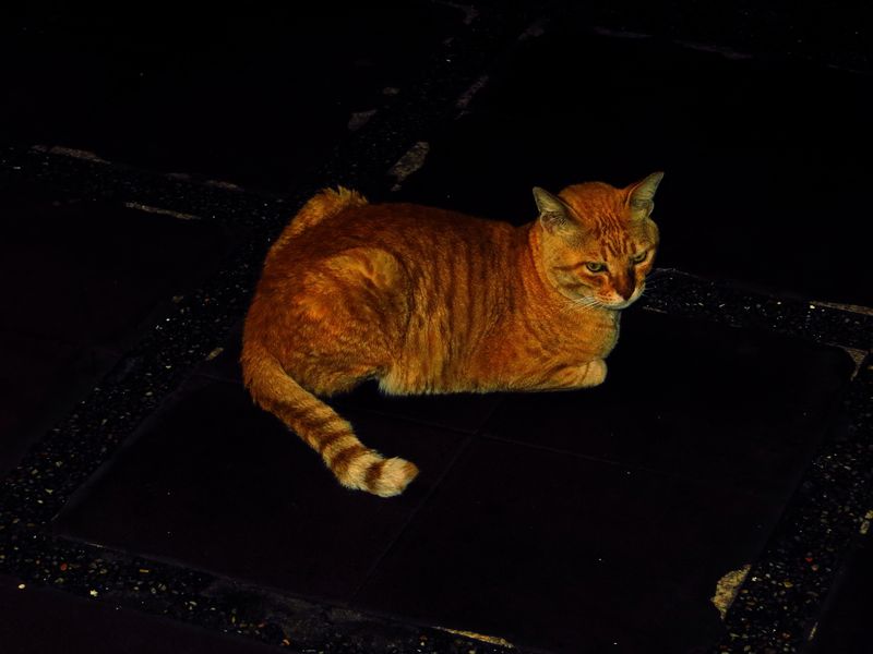 The Orange Cat | Smithsonian Photo Contest | Smithsonian Magazine