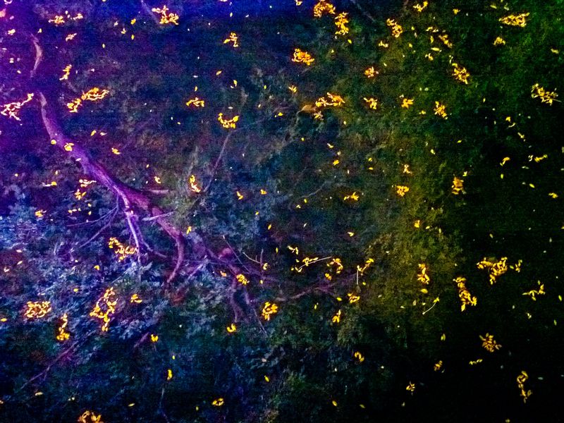 Tree Underwater | Smithsonian Photo Contest | Smithsonian Magazine