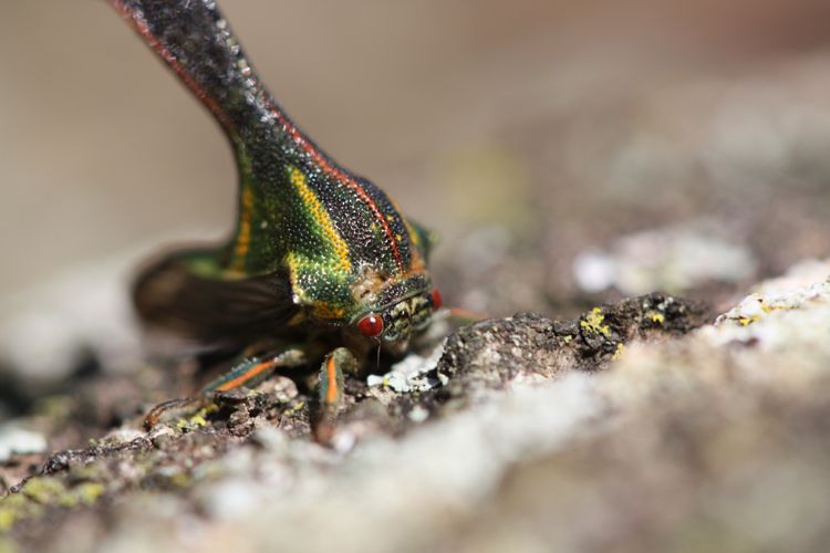The Horned One | Smithsonian Photo Contest | Smithsonian Magazine