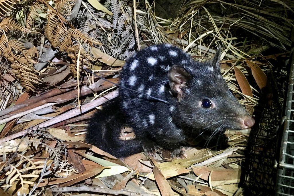 eastern quoll predators