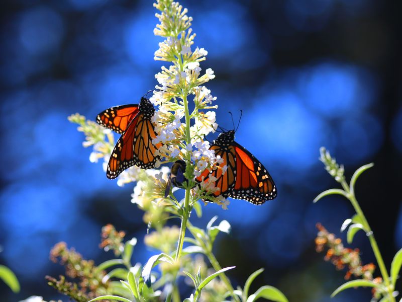 Two Monarch Butterflies and a bee. | Smithsonian Photo Contest ...