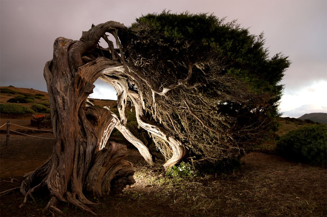 Spain, Canarias Islands, El Hierro. Sabina tree (Junipiter turbinata ...
