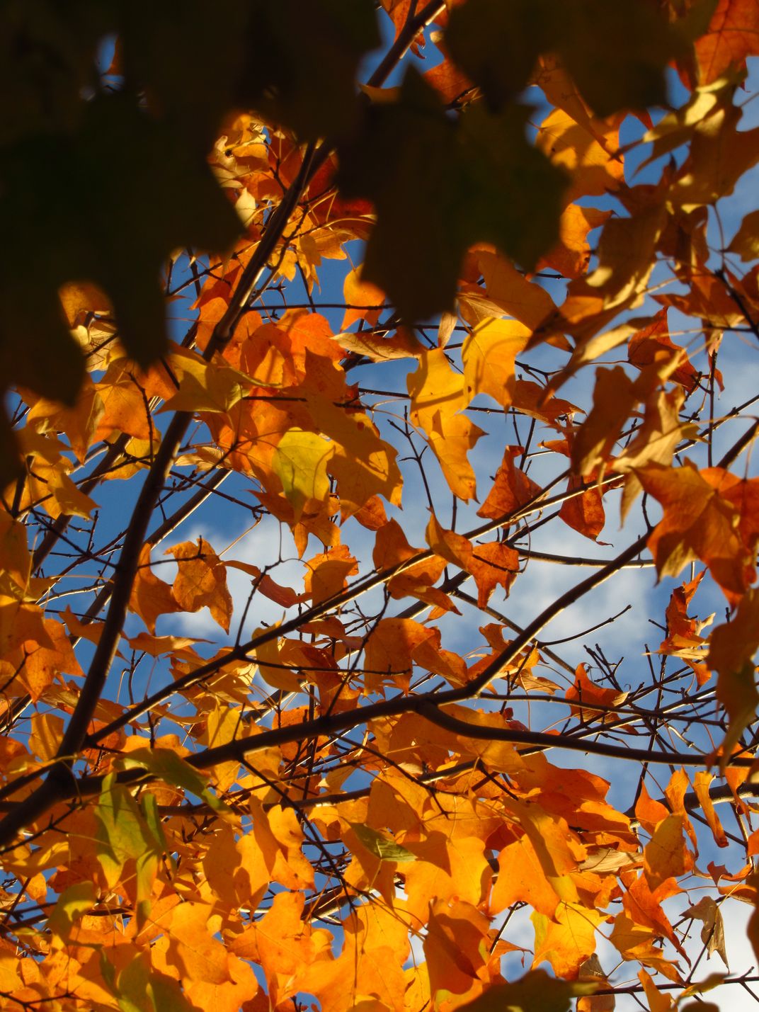 Autumn colors | Smithsonian Photo Contest | Smithsonian Magazine