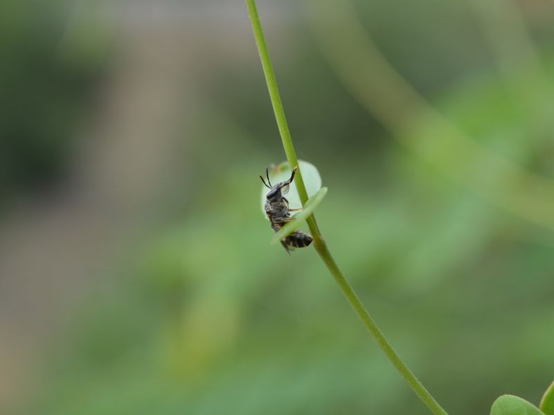An insect climbing on the grass | Smithsonian Photo Contest ...