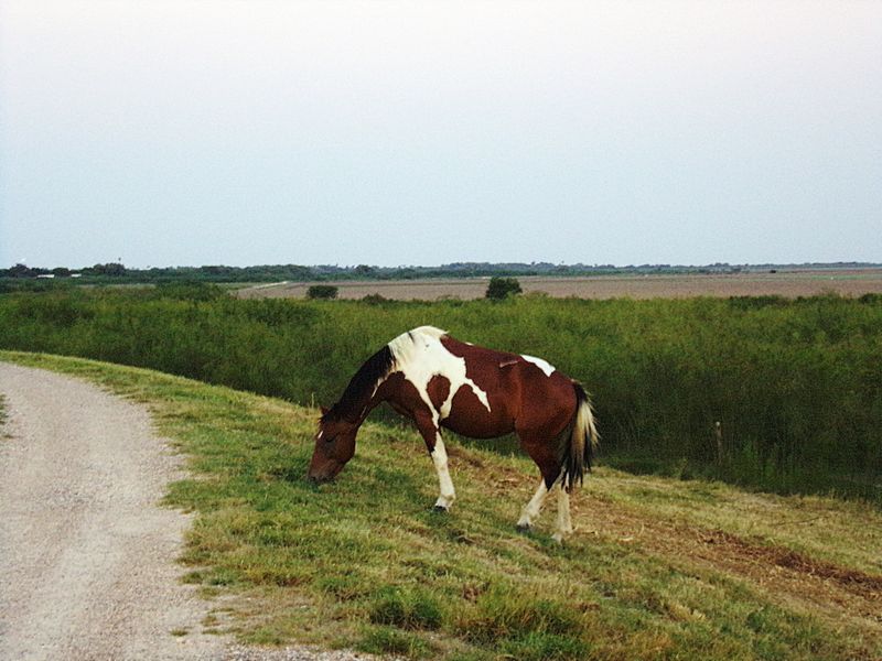 Naturally, a Horse in Texas | Smithsonian Photo Contest | Smithsonian ...