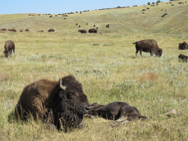 Buffalo at Custer State Park | Smithsonian Photo Contest | Smithsonian ...