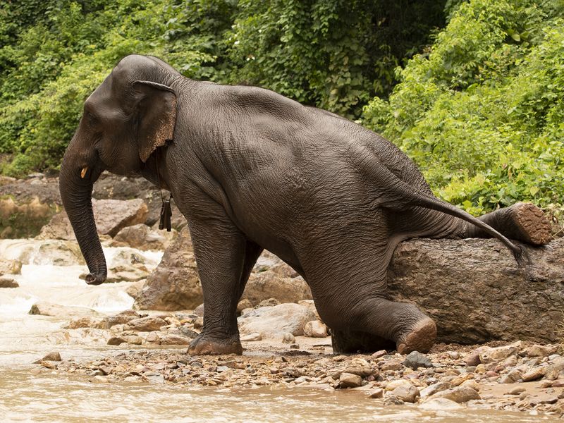 Elephant Stretching | Smithsonian Photo Contest | Smithsonian Magazine