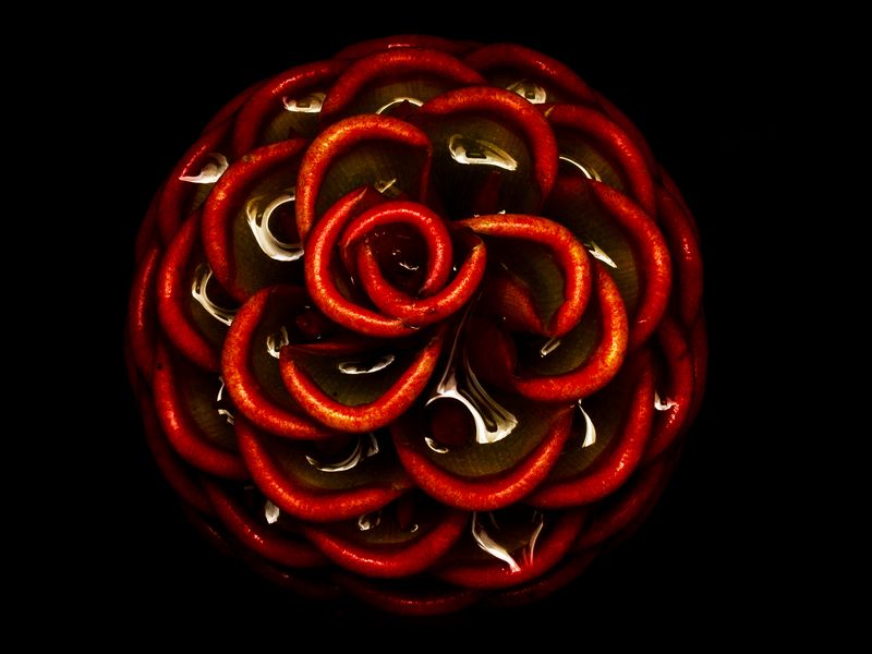 Maraca flower | Smithsonian Photo Contest | Smithsonian Magazine