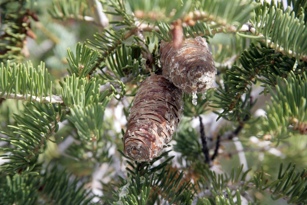 Sappy Pine Cones | Smithsonian Photo Contest | Smithsonian Magazine