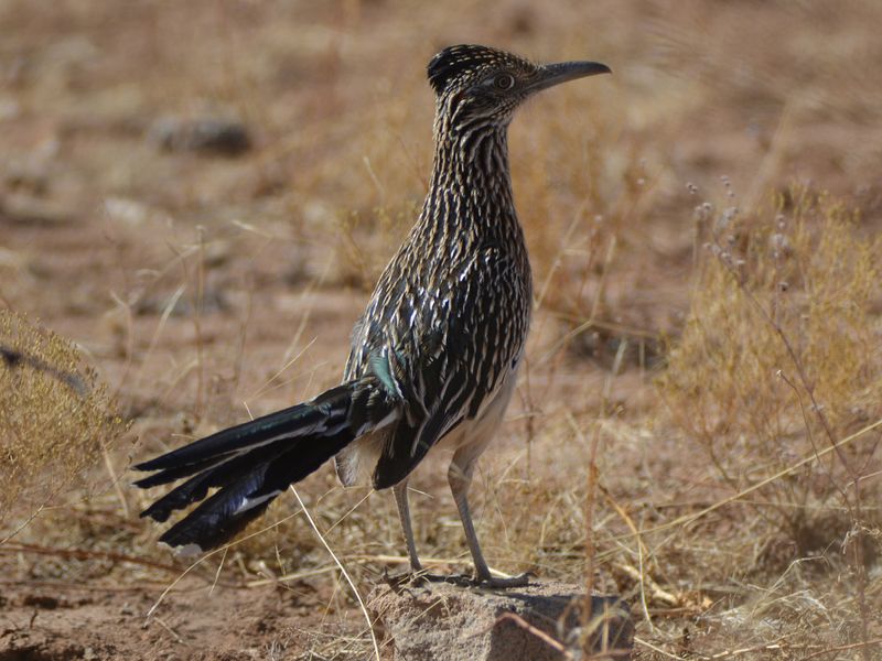 Roadrunner | Smithsonian Photo Contest | Smithsonian Magazine