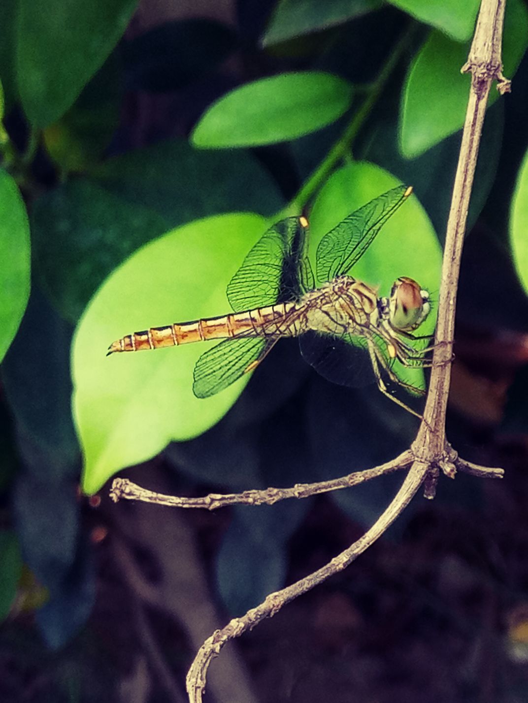 Dragonfly on a branch | Smithsonian Photo Contest | Smithsonian Magazine