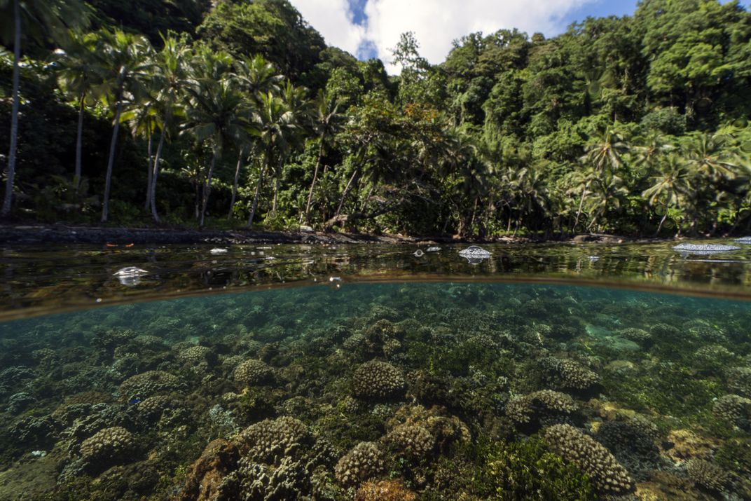 Jungles of Papua New Guinea | Smithsonian Photo Contest | Smithsonian ...