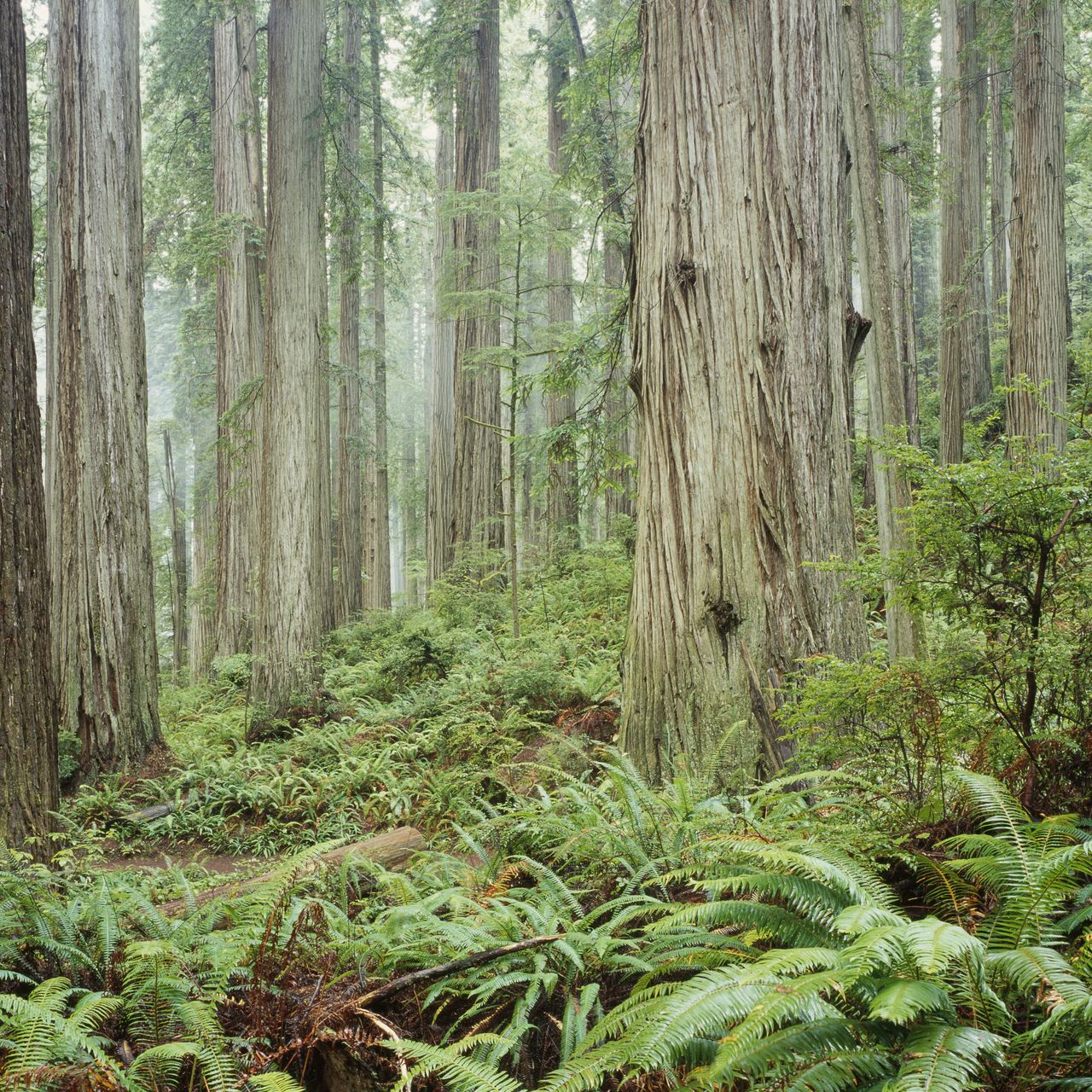 Tallest Redwood Tree Tall Trees Redwood National And State Parks