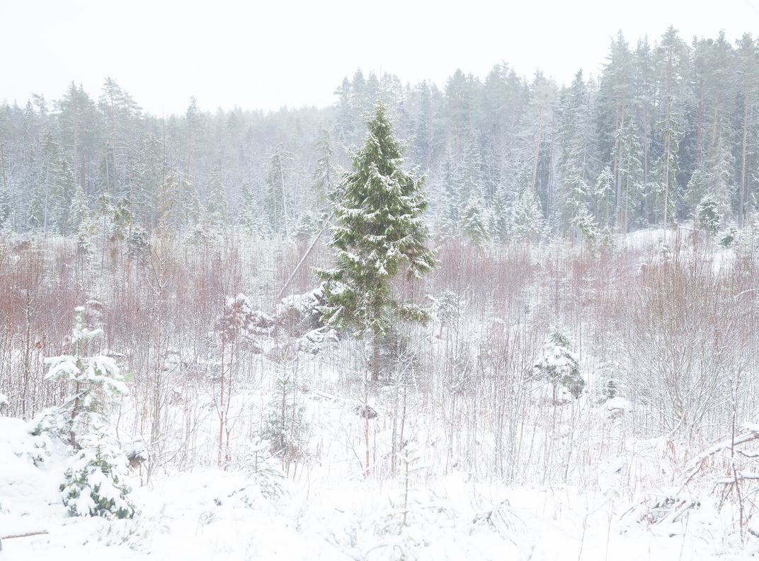 In The Frozen Mist | Smithsonian Photo Contest | Smithsonian Magazine