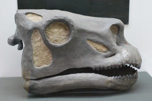 Brontosaurus Skull