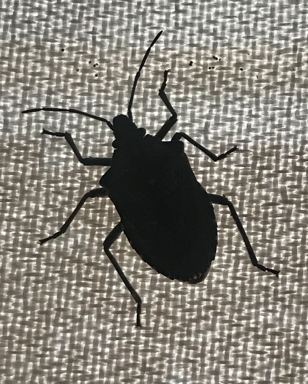 Insect enjoying a beige carpet | Smithsonian Photo Contest ...