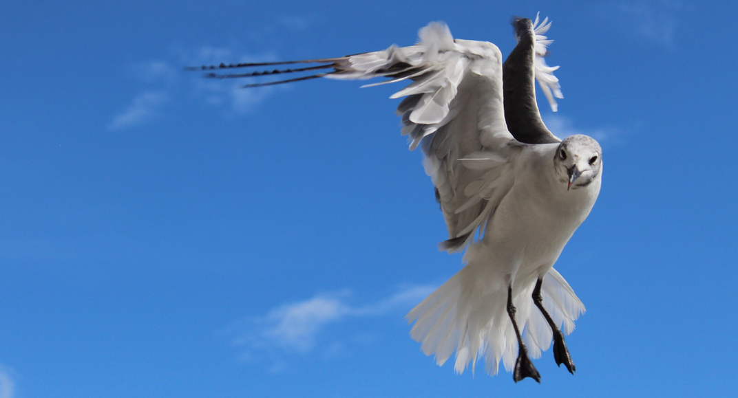 Seagull mid flight | Smithsonian Photo Contest | Smithsonian Magazine