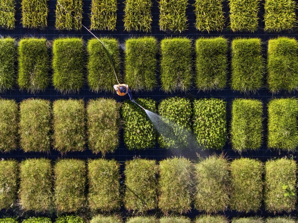 New Zealand native plants in nursery | Smithsonian Photo Contest ...