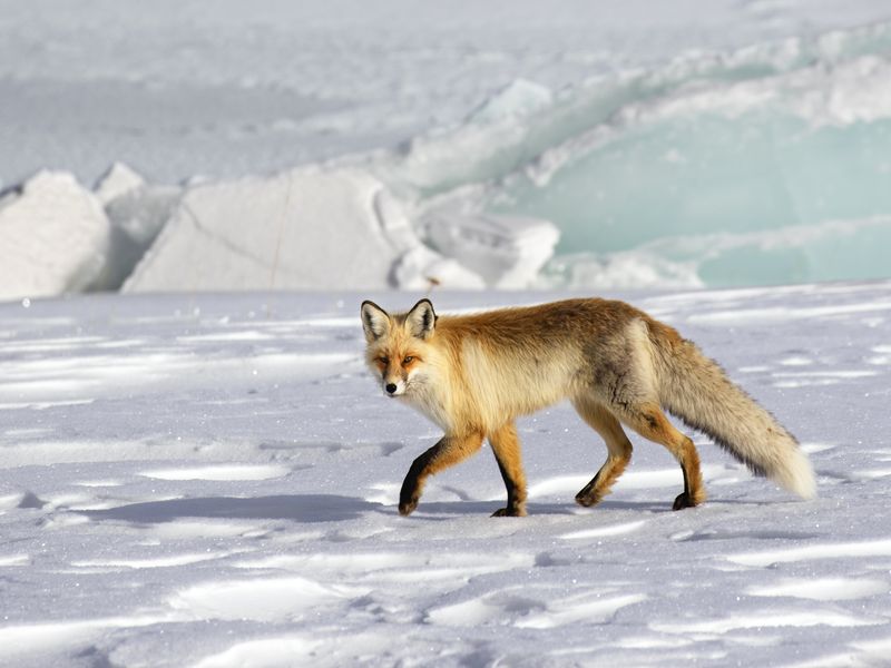 Lonely Fox | Smithsonian Photo Contest | Smithsonian Magazine