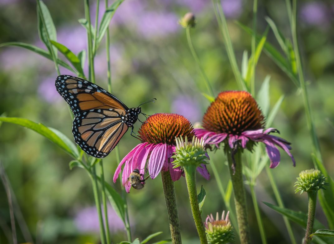 Monarch in a field of wildflowers in Ross County, OH | Smithsonian ...