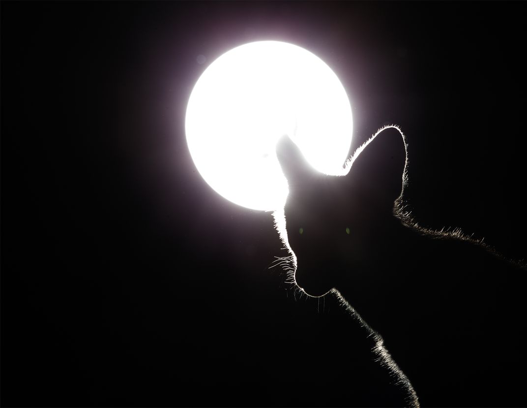 The fox and the moon | Smithsonian Photo Contest | Smithsonian Magazine