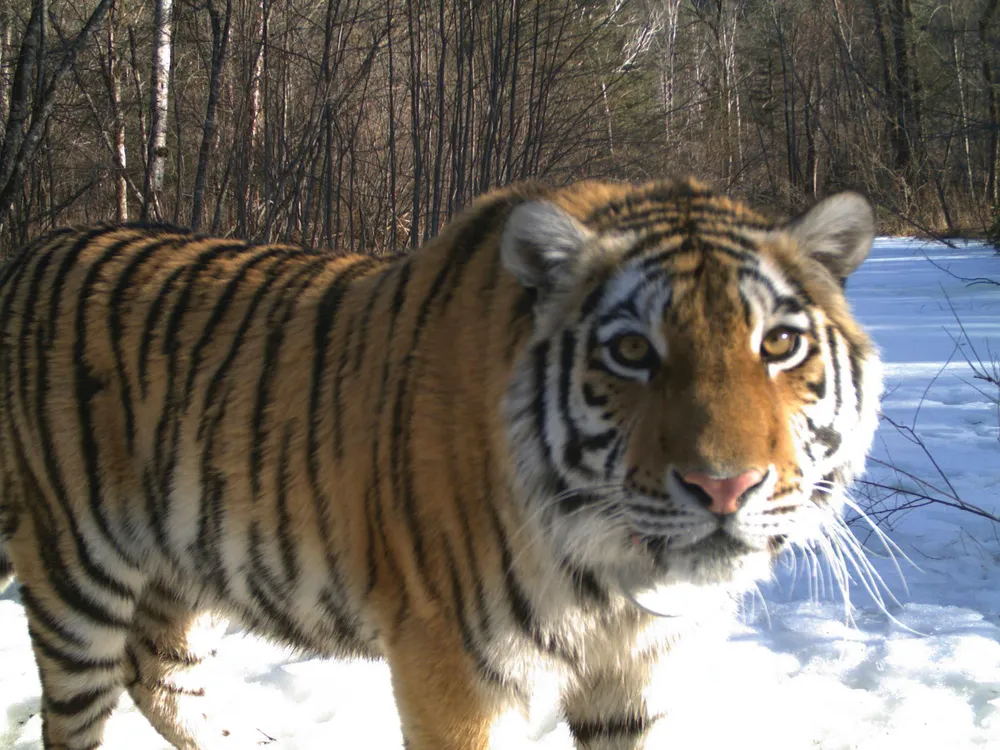 siberian tiger special features