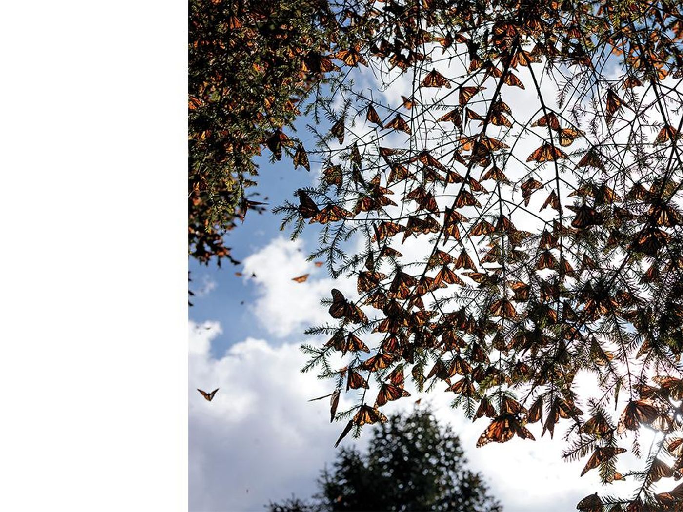Swarm Of Butterflies In Nature