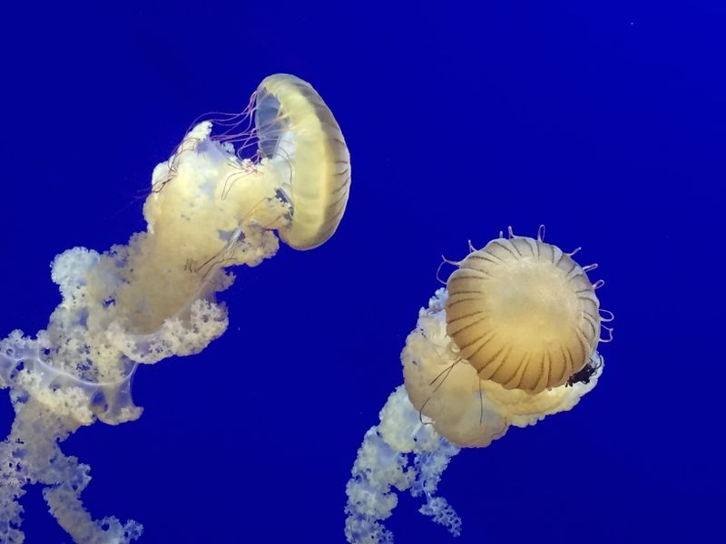 Jellyfish ballet | Smithsonian Photo Contest | Smithsonian Magazine