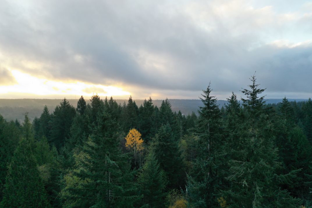 Aerial photo of the trees and horizon | Smithsonian Photo Contest ...