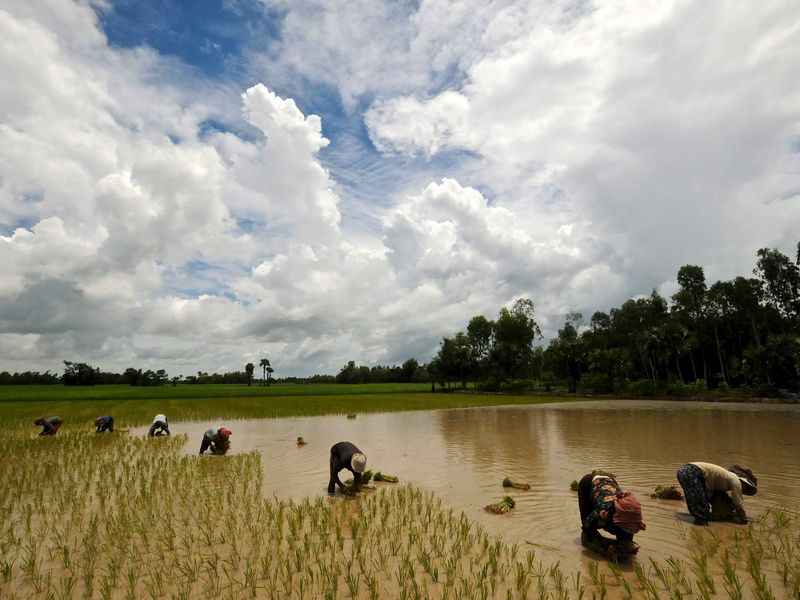 Planting rice field in Prey Veng, Cambodia. | Smithsonian Photo Contest ...