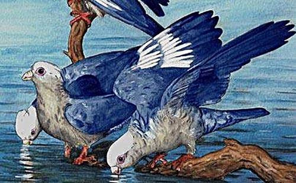 Fossil Parrot Beats Monty Python by 55 Million Years