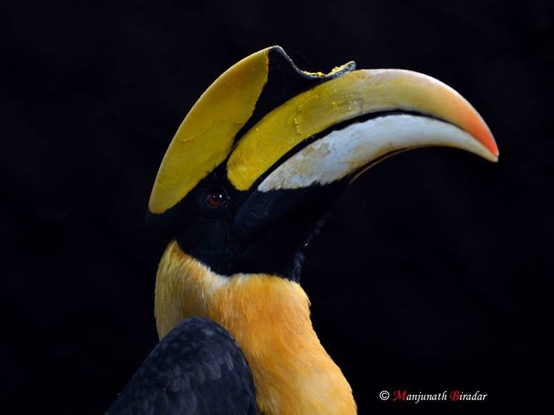 Huge beak | Smithsonian Photo Contest | Smithsonian Magazine