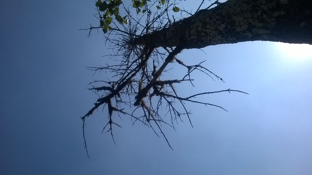 Beautiful Sight of a Tree | Smithsonian Photo Contest | Smithsonian ...