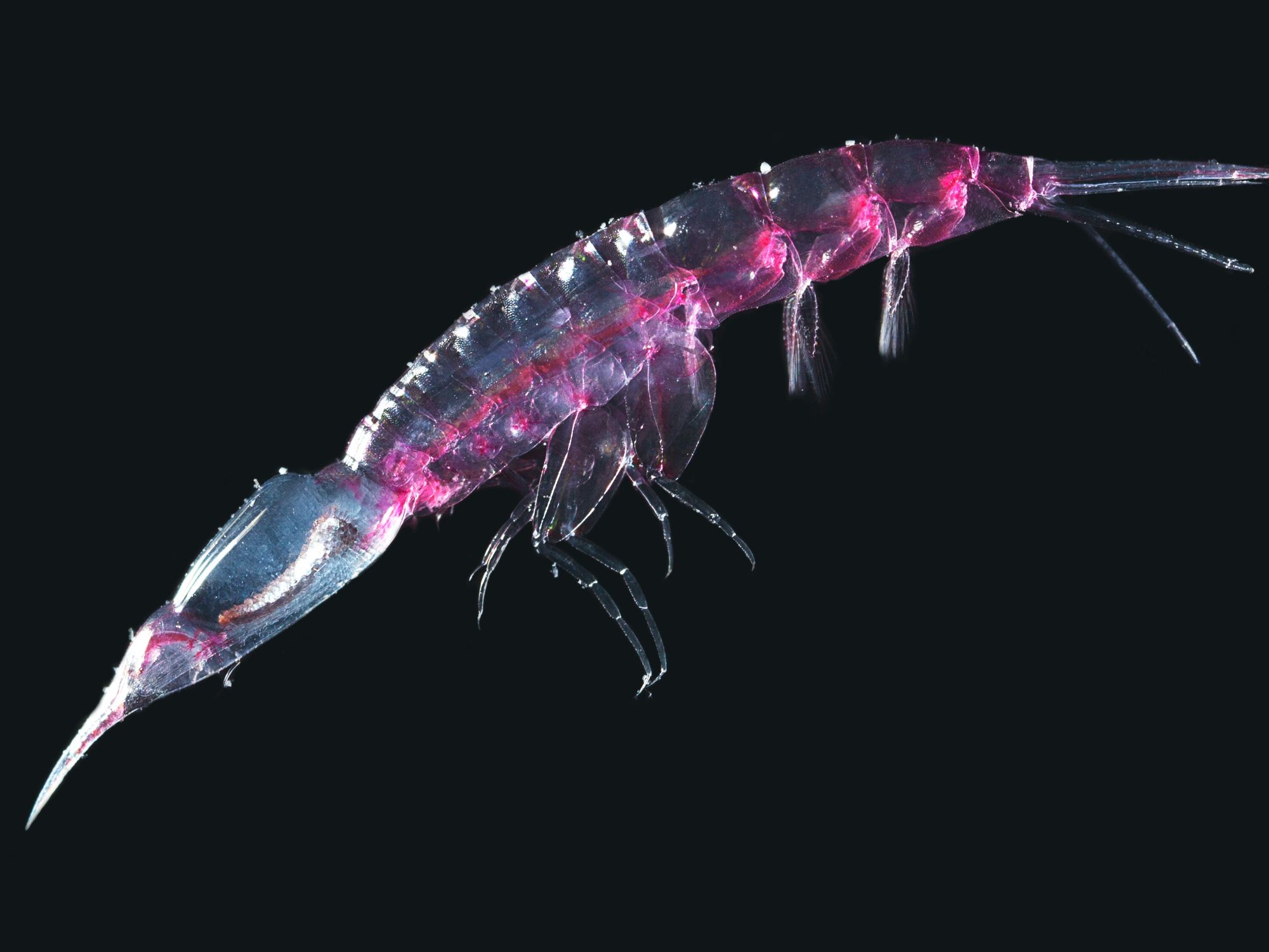 Say Hello to the Scientist Using DNA to Track Plankton Diversity ...
