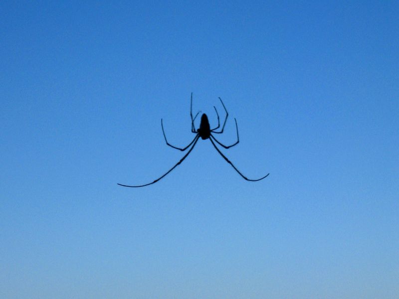 Unidentified spider in the wind. | Smithsonian Photo Contest ...