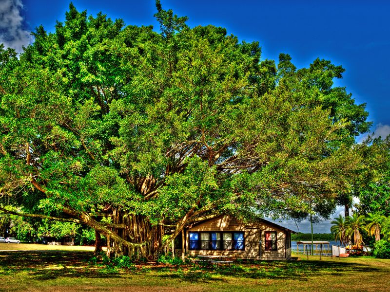 Banyan Tree | Smithsonian Photo Contest | Smithsonian Magazine