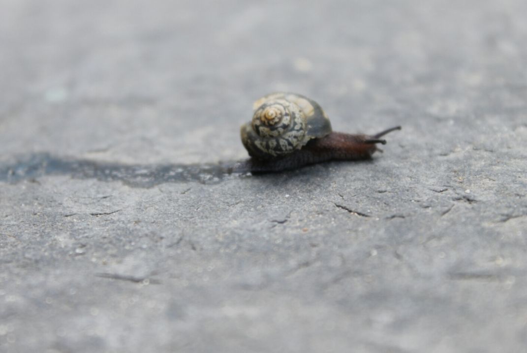 A Snail's Journey | Smithsonian Photo Contest | Smithsonian Magazine