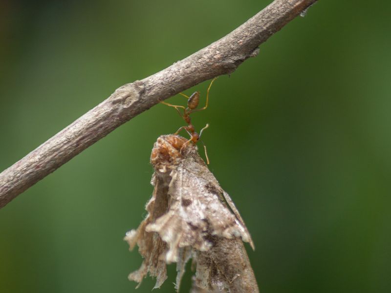 An Ant carrying a dead moth on a branch | Smithsonian Photo Contest ...