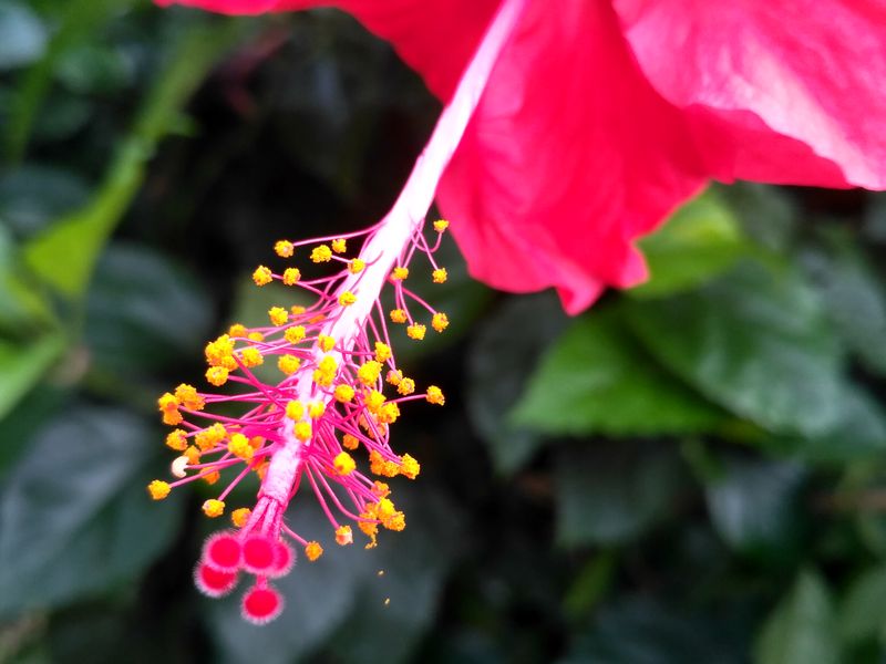 Beauty of shoeflower | Smithsonian Photo Contest | Smithsonian Magazine