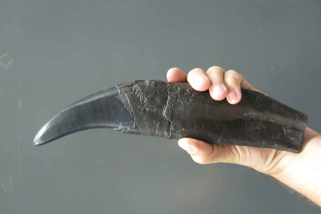 Dinosaur Teeth Provide Key Clues to Earth's Climate Past, Revealing ...